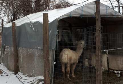 Alpaca Shelter Tarps - Heavy Duty Tarps Canada