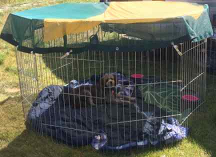 Pet Shade Tarps - Heavy Duty Tarps Canada